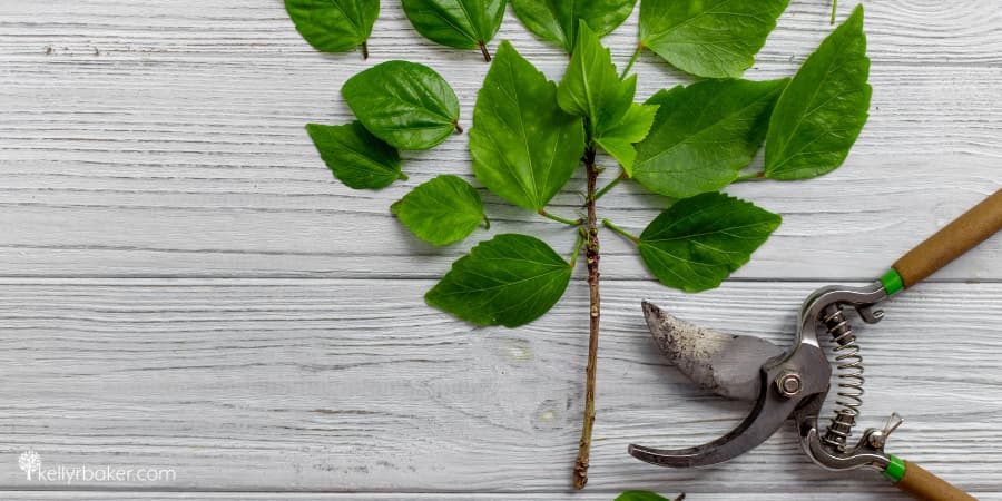 How I Experienced the Blessings of God's Pruning - Kelly R Baker